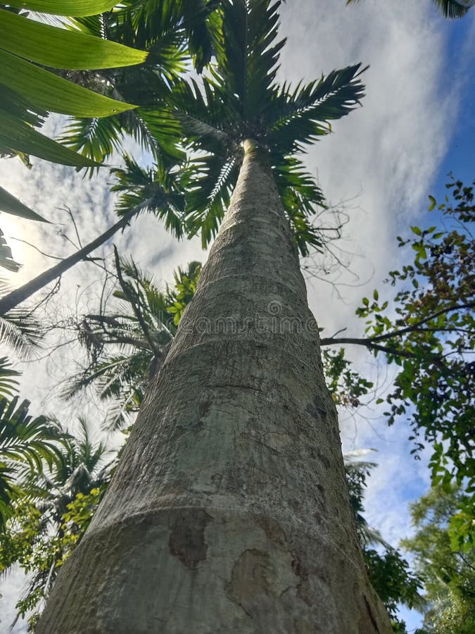 A Tall Coconut Trunk from Below Faces the Sky Stock Photo - Image of ...