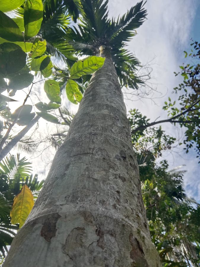 A Tall Coconut Trunk from Below Stock Image - Image of green, garden ...