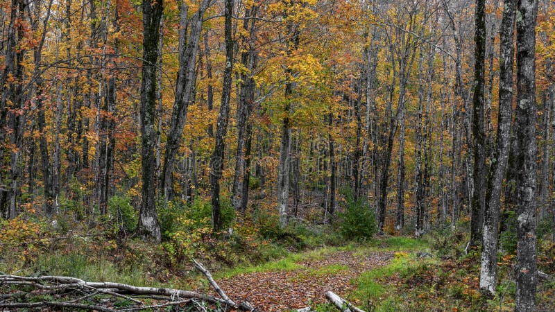 Maple trees stock image. Image of road, misty, england - 1118959