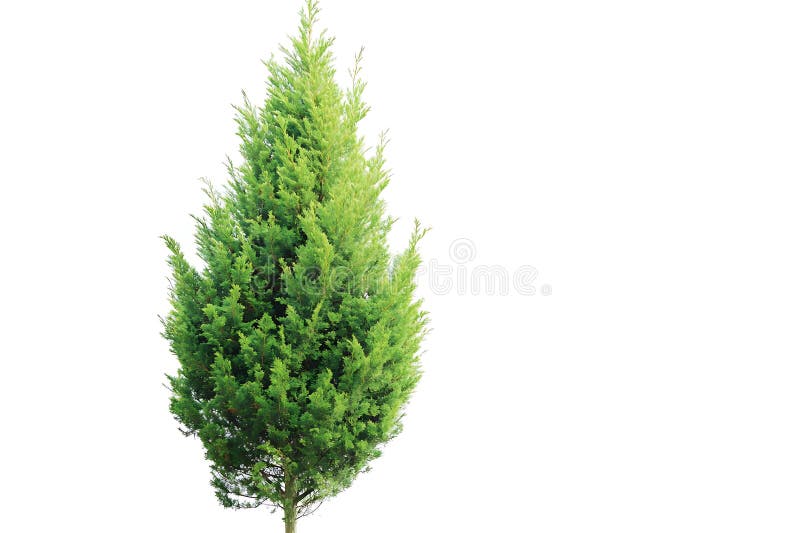 A Tall, Cone-shaped Evergreen Tree with Dense, Vibrant Green Foliage ...