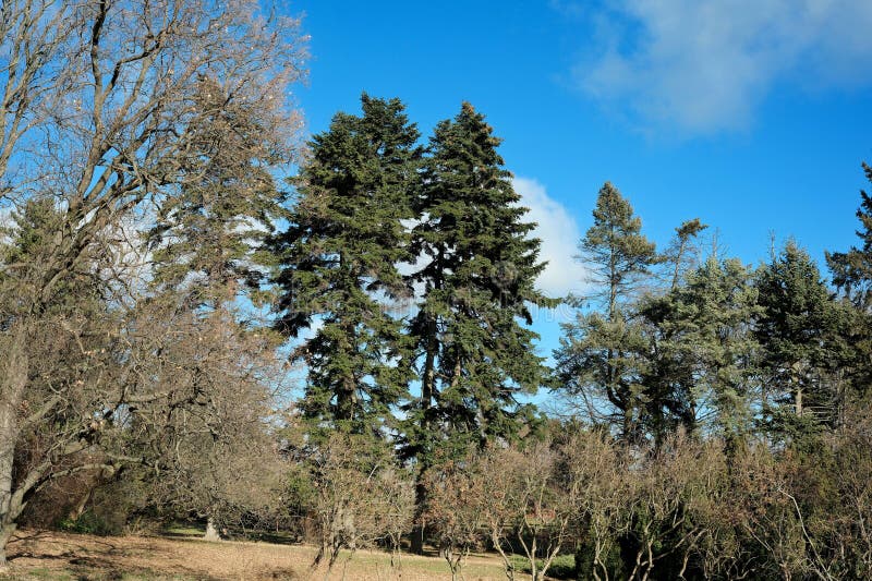 Tall Conifer Trees Reaching for the Clear Blue Sky in Early Spring ...