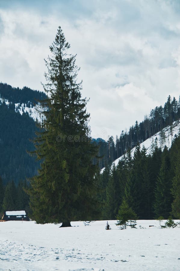 Tall Coniferous Tree in the Mountains among the Snow in Winter Stock ...