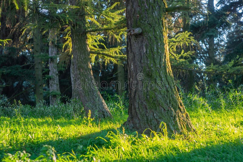 A Tall Coniferous Tree Stands Upright with Its Base Centered in the ...