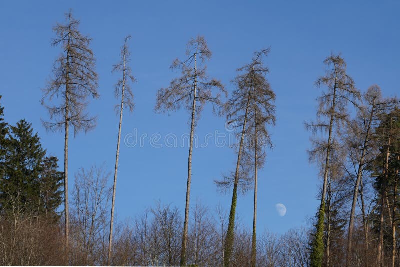 Two Trees Growing in a Sidewalk Covered by Bitumen or Asphalt. the ...