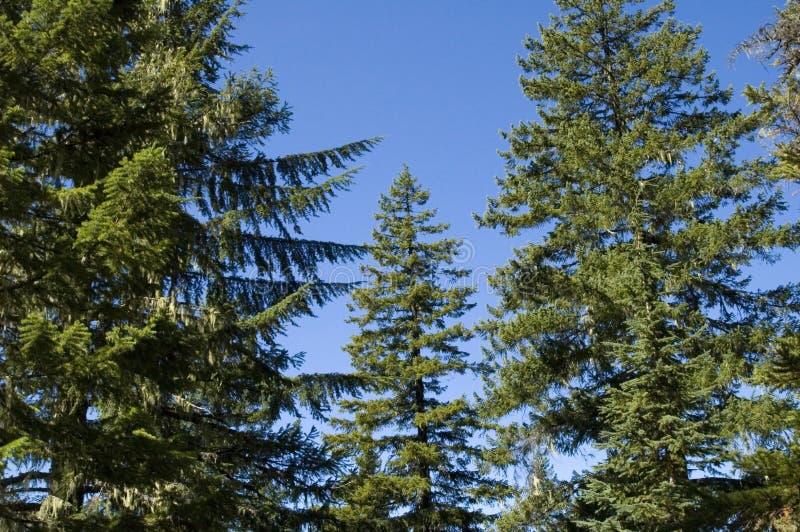Tall Conifers stock image. Image of blue, serene, spring - 845573