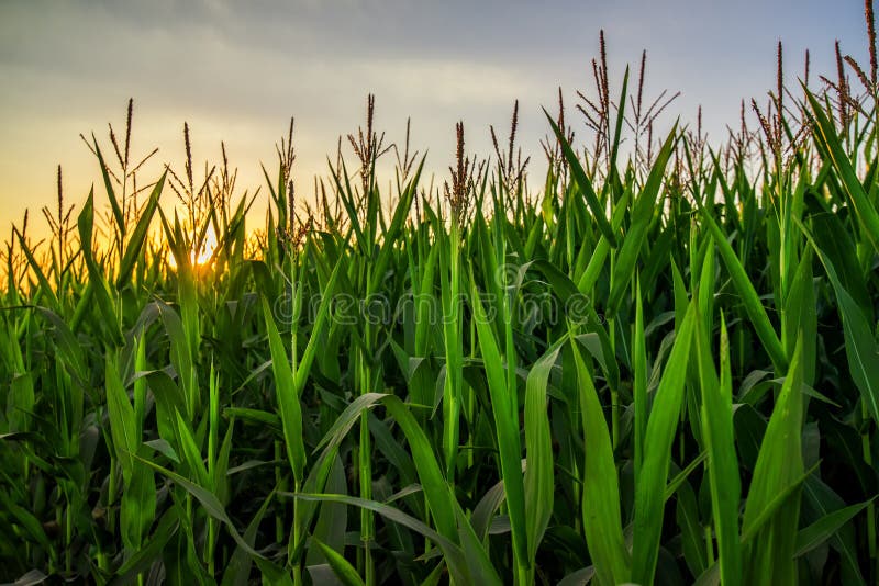 Tall Corn Crop Plants in Sunset Stock Image - Image of dusk, sunset ...