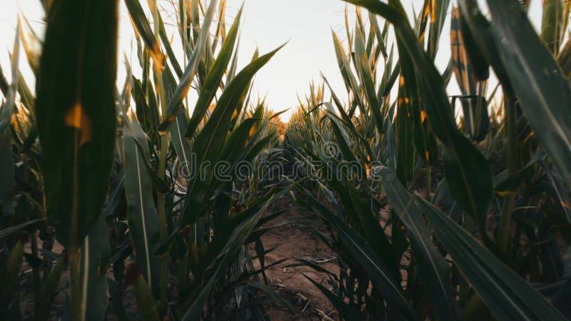 Walking between Tall Corn Plants in a Cornfield at Sunset Stock Video ...