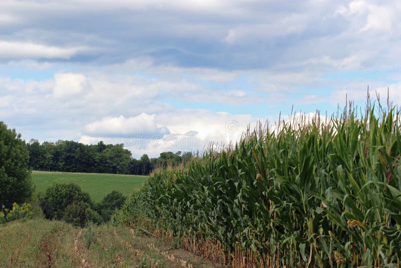 Tall corn stock photo. Image of field, background, starting - 77425366