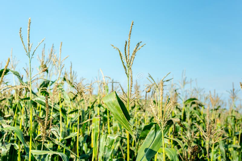 Corn Stalks Stock Photos - Download 4,187 Royalty Free Photos