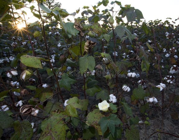Tall cotton stock photo. Image of leaves, agriculture - 27249042