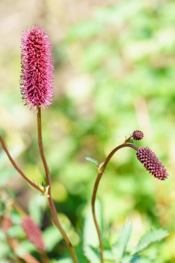 Tall Crimson Great Burnet Flower with Long Thin Stalks. Stock Image ...