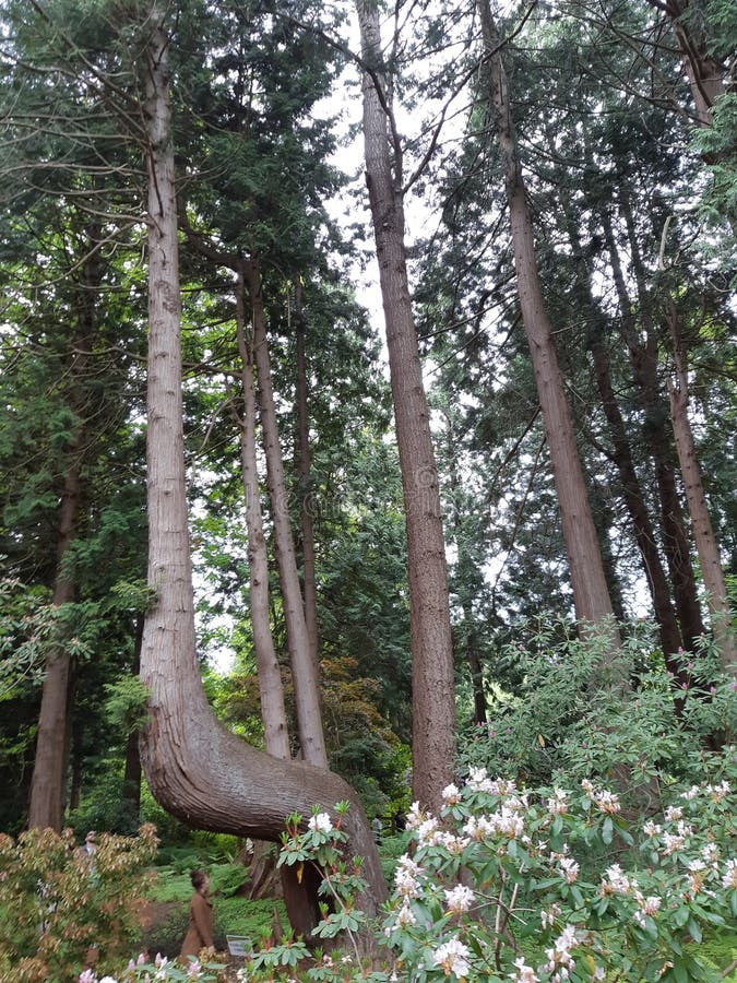 4,760 Crooked Tree Photos - Free & Royalty-Free Stock Photos from ...