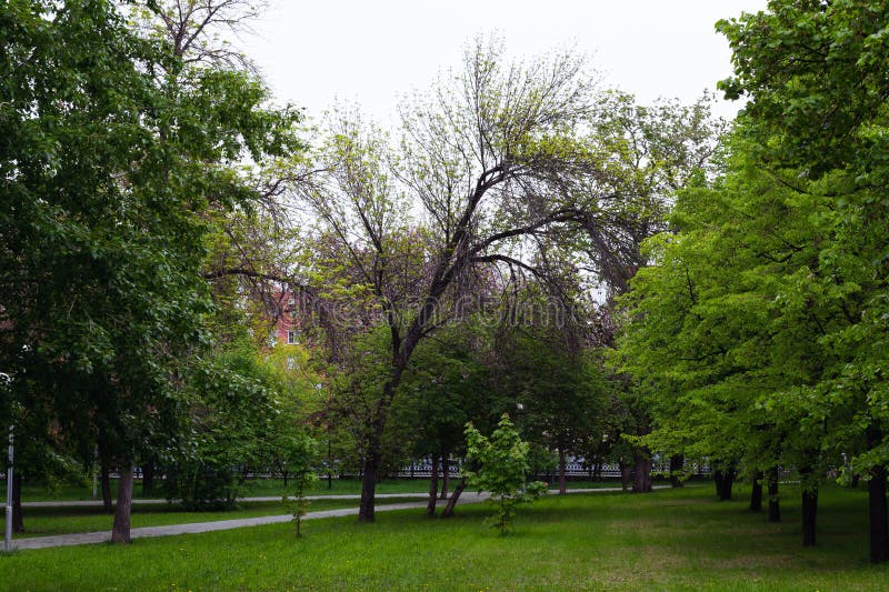 Tall Curved Tree in the Middle of Lush Green Trees in Park Stock Image ...