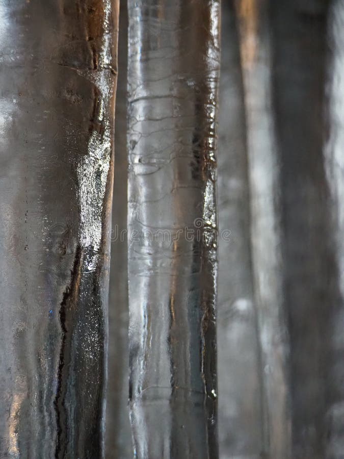 Frozen Tree Trunks Covered with a Thin Layer of Ice Stock Photo - Image ...