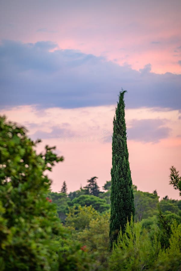 Tall Cypress Tree Against a Colorful Sunset Sky with Clouds Stock Image ...