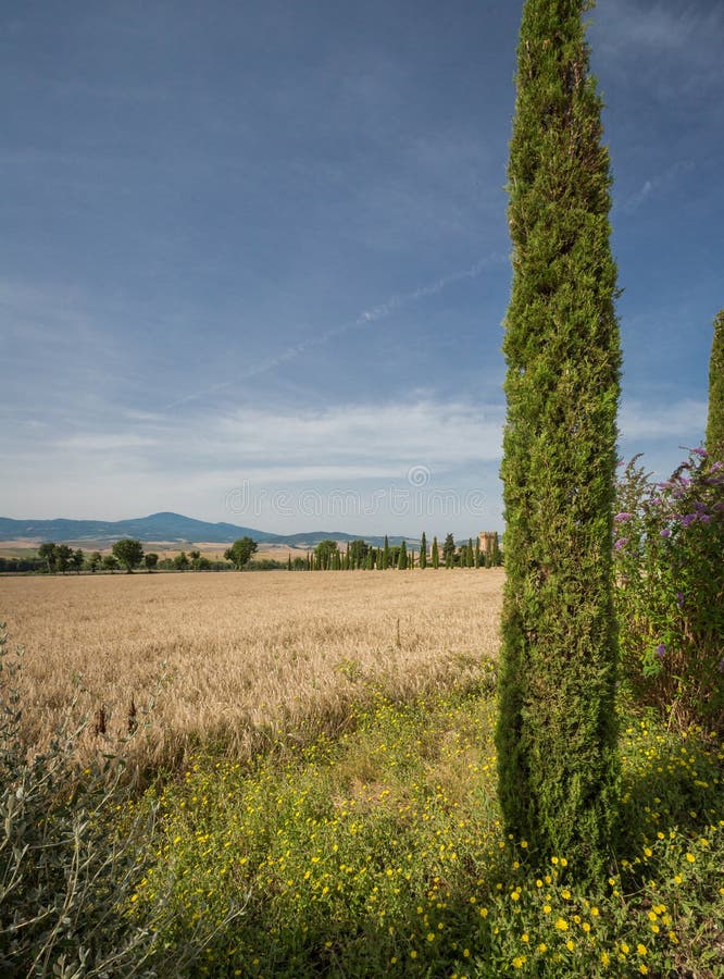 Cypress Tree Frames Field of Wheat in Tuscany, Italy Stock Image ...