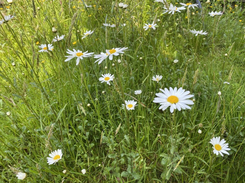 Tall Daisy FLowers in Green Grass Stock Photo - Image of flower, petal ...