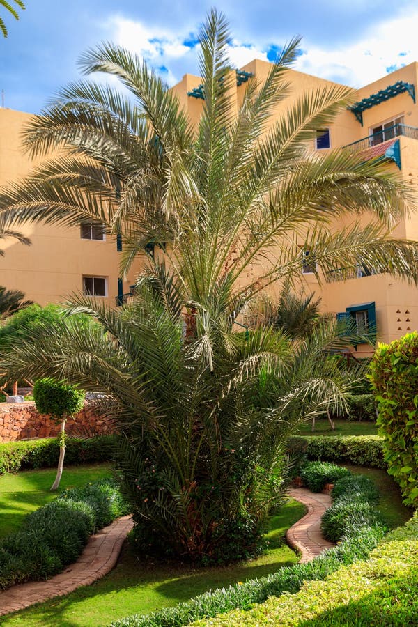 Tall Date Palm Tree in Garden Stock Image - Image of landscape, tree ...