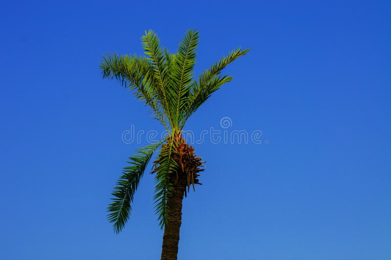Dates tree in the Park stock image. Image of landscape - 133747797