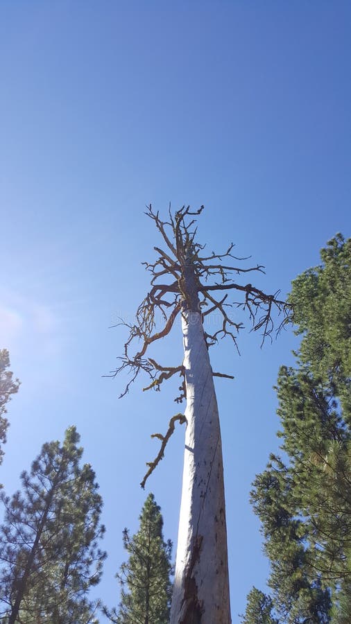 Tall Dead Tree Without Leaves Rising Above Dried Vegetation And Green ...