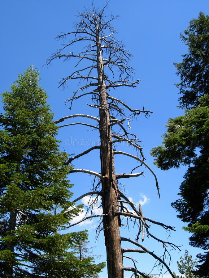 Tall Dead Tree stock image. Image of tall, growth, ecology - 7698473
