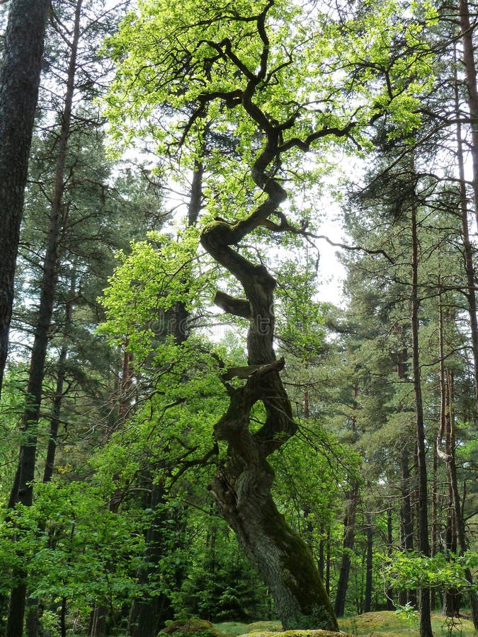 Tall Dead Tree without Leaves Rising Above Dried Vegetation and Green ...