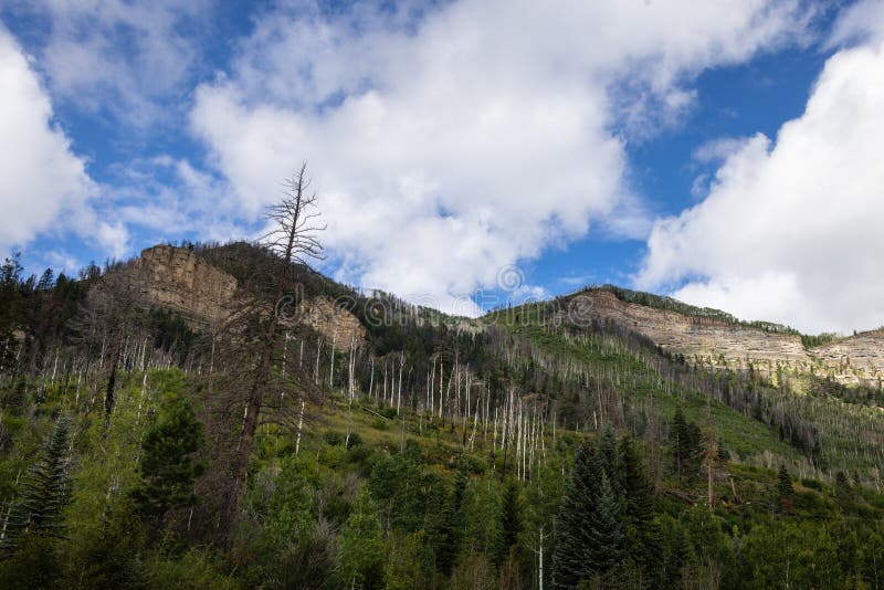 Tall Dead Tree on the Side of a Hill Bright Blue Sky with White Fluffy ...