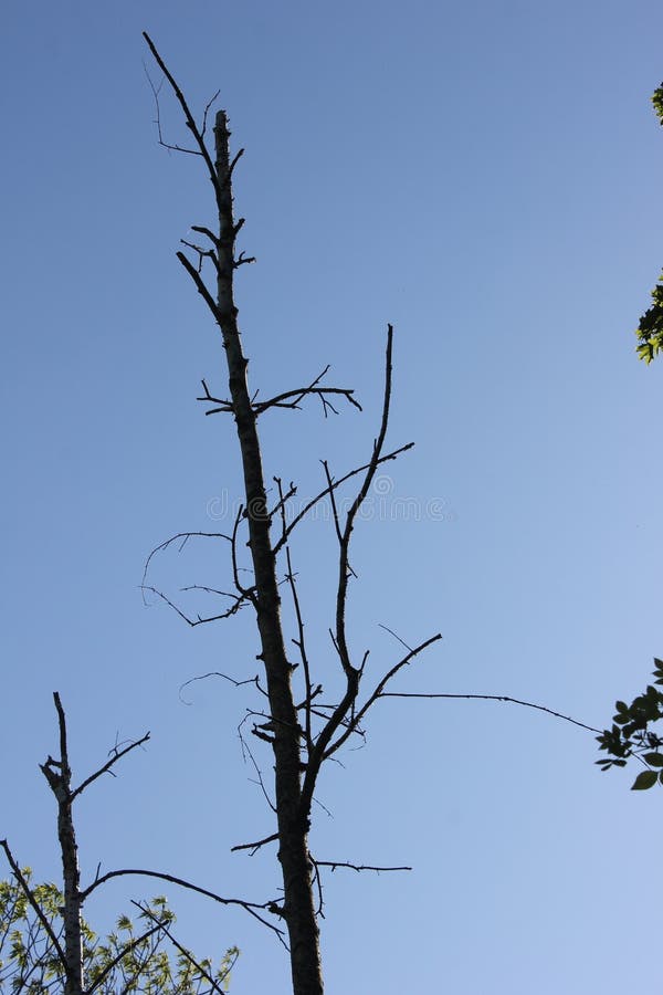 Tall Dead Tree in Spring Season in May Stock Photo - Image of season ...