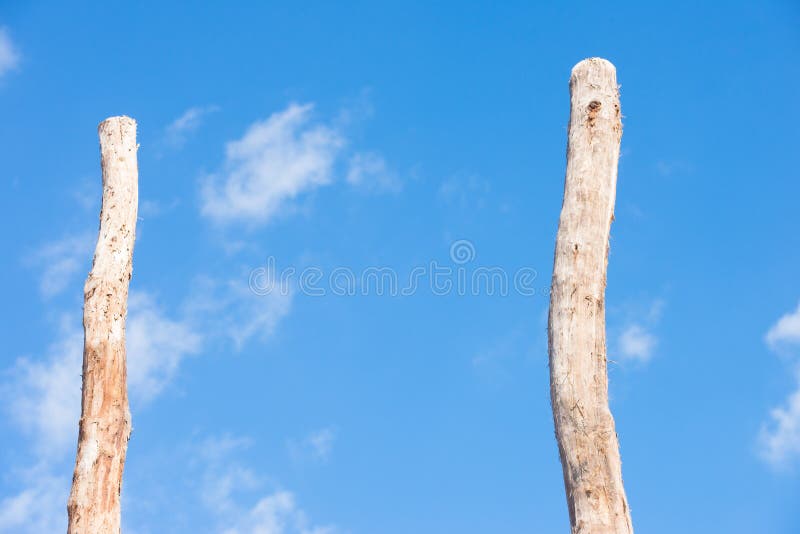 Tall Dead Tree without Leaves Rising Above Dried Vegetation and Green ... Tall Dead Tree without Leaves Rising Above Dried Vegetation and Green ...