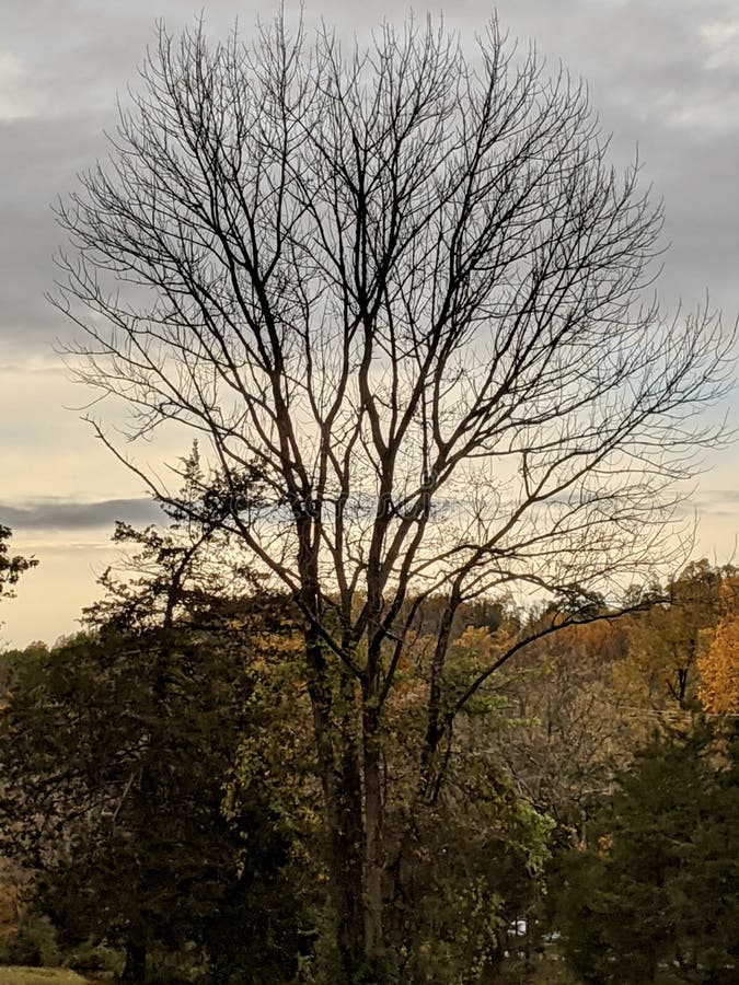 Tall and Dead Tree with the Sunset Behind it. Stock Photo - Image of ...