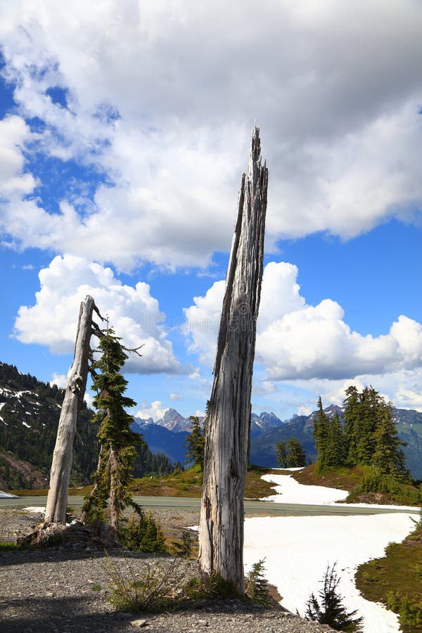 Tall Dead Tree without Leaves Rising Above Dried Vegetation and Green ...