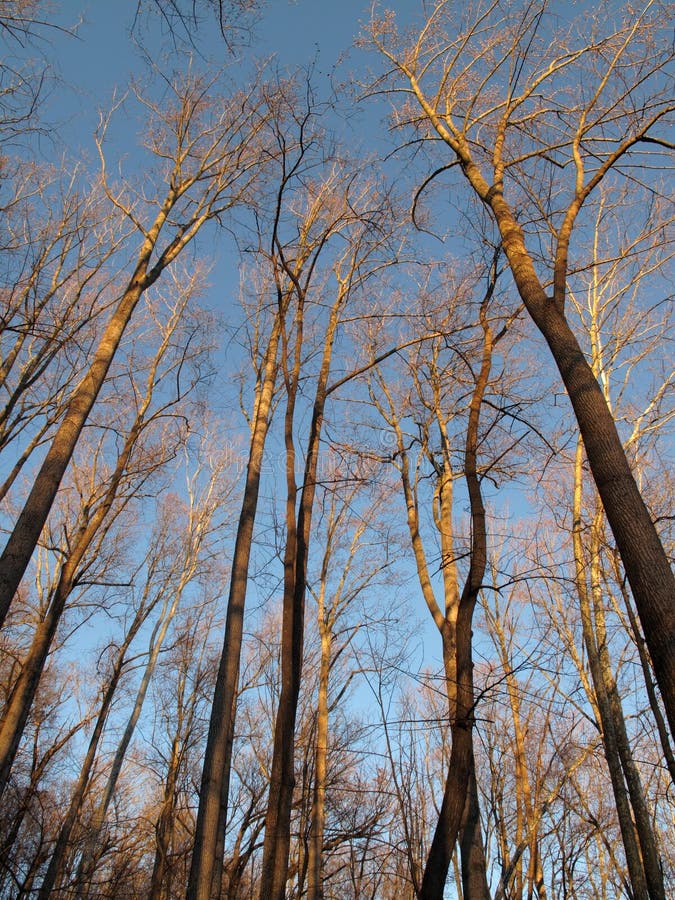 Tall December Trees stock image. Image of nature, blue - 7657915