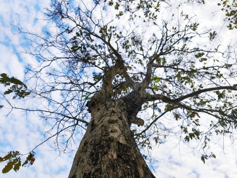 Tall Deciduous Tree Against a Cloudy Sky Stock Photo - Image of twig ...