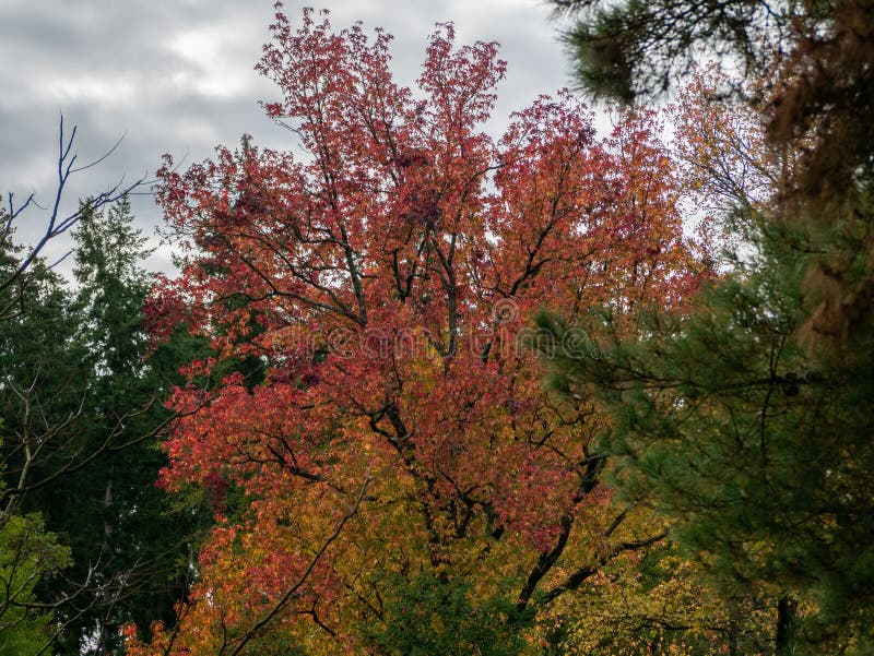 Tall Deciduous Tree Boasting a Vibrant Autumnal Display of Red Foliage ...