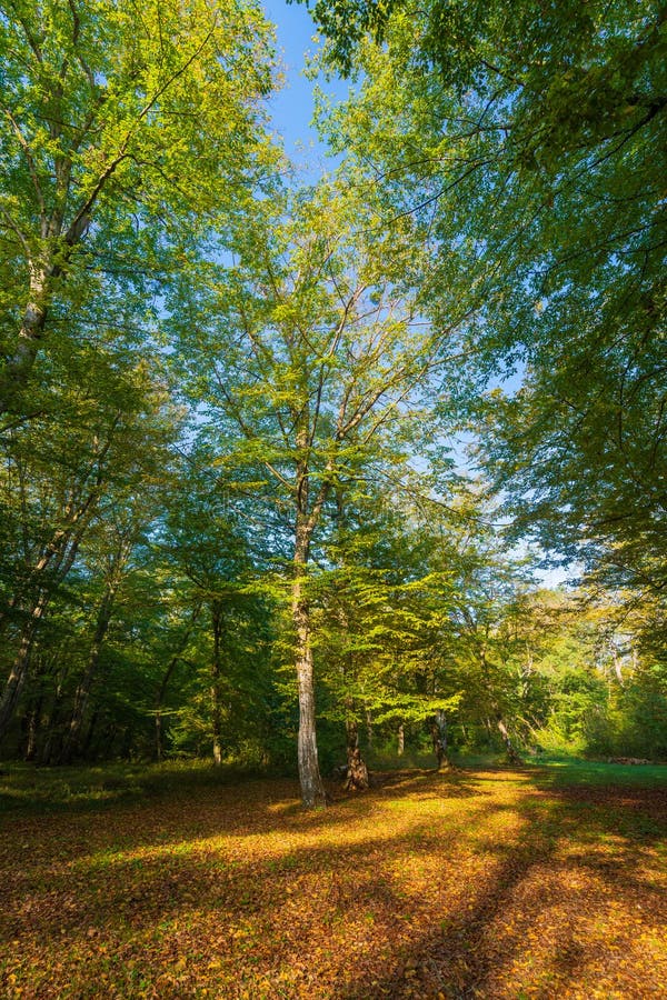 Tall Deciduous Tree in Green Forest Stock Photo - Image of fresh ...