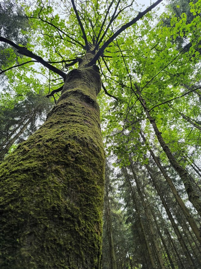 Tall Deciduous Tree in a Forest with Moss in Summer in Marianske Lazne ...
