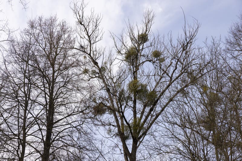 Tall Deciduous Trees in Early Spring without Foliage Stock Photo ...