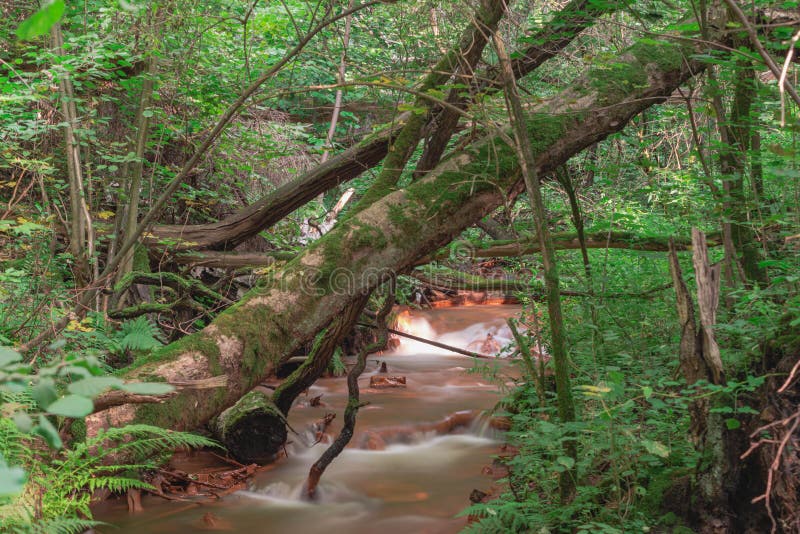 A Small Stream Flowing through a Dense, Deciduous Forest. Stock Image ...