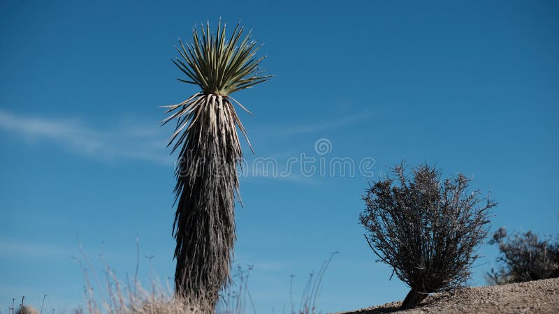 Tall Desert plant stock photo. Image of soil, field - 248308272