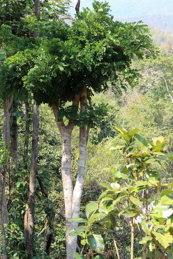 Tall distinctive tree stock photo. Image of park, mountain - 39289114