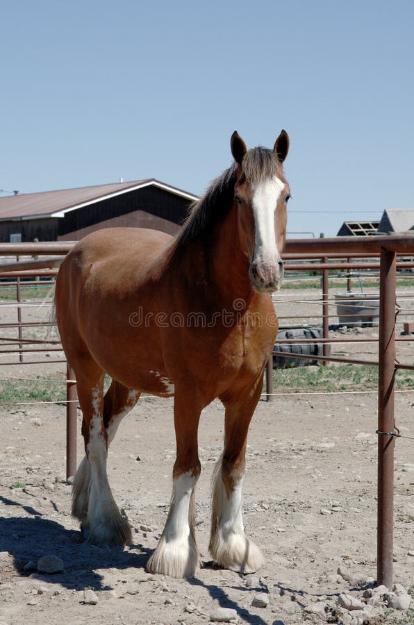 Tall Draft Horse in Paddock Stock Image - Image of horsefeathers, blue ...