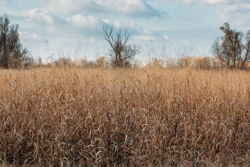 Tall Dry Grass Field with Bare Trees on the Distant Horizon, with ...