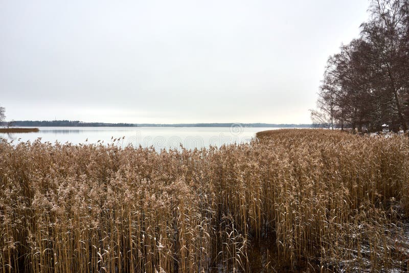 Tall Dry Reeds on the Shore Stock Photo - Image of beautiful, water ...