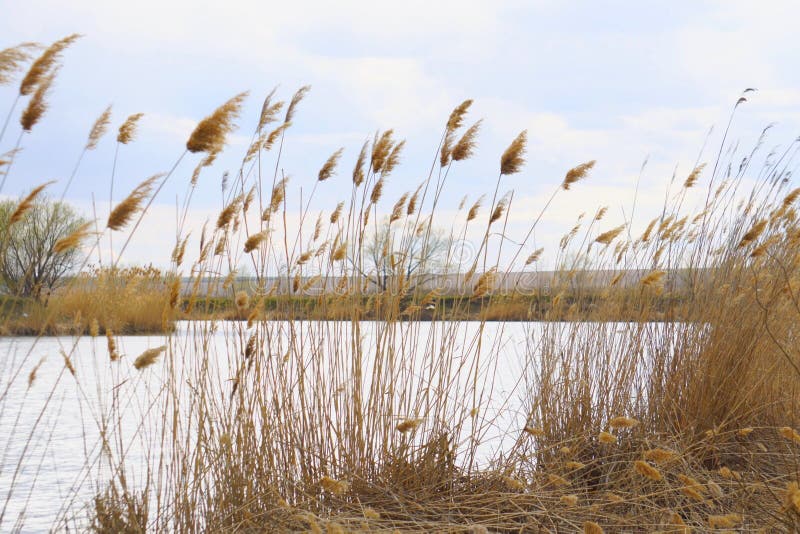 The Tall, Dry Reeds on the Shore of the Lake Under Cloudy Sky Stock ...