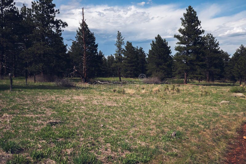 Tall Dry Tree in the Field, City of Boulder Colorado USA Stock Image ...
