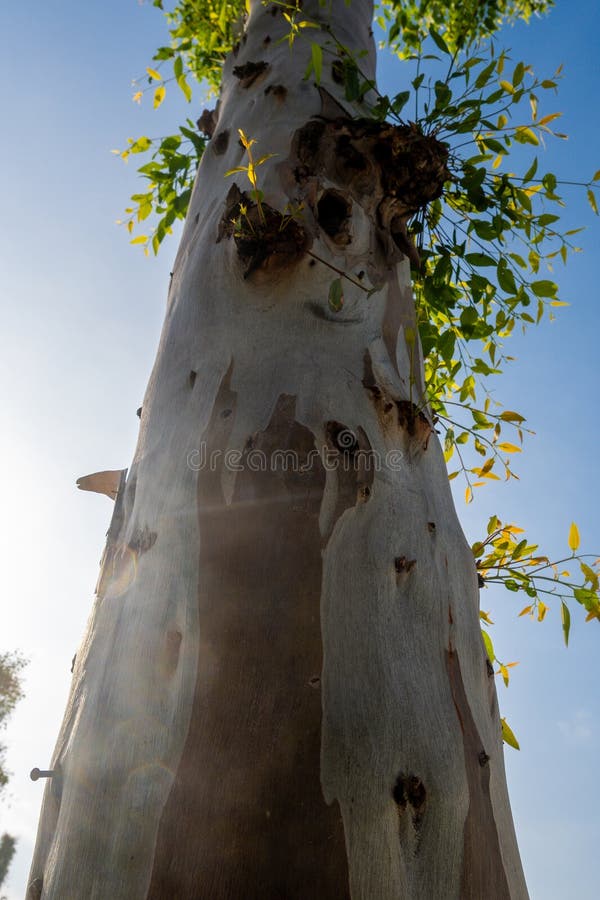 Tall Eucalyptus Tree with Smooth Bark Stock Photo - Image of growth ...
