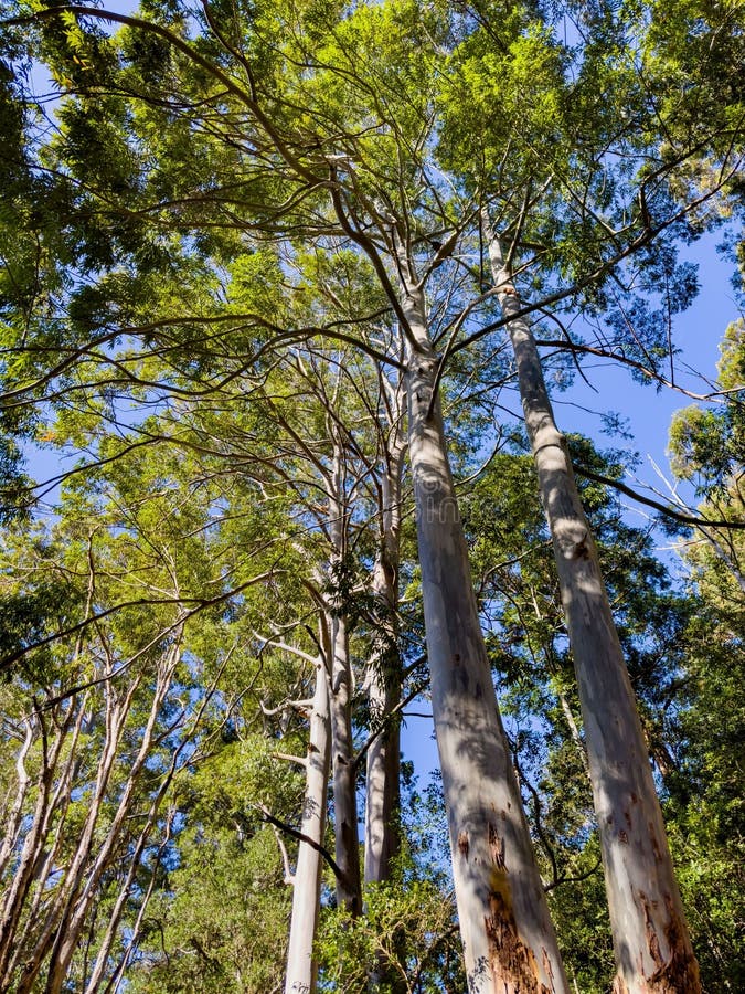 Tall Eucalyptus Trees with Green Foliage and Clear Blue Sky in a Forest ...