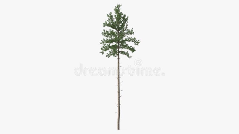 Tall Evergreen Pine Tree Sparse Branches Stock Photos - Free & Royalty ...