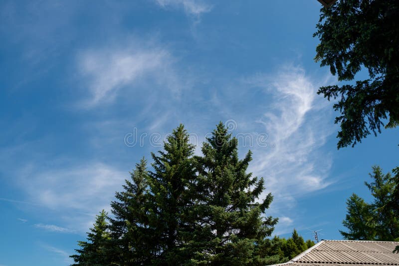 Tall Evergreen Trees Under Blue Sky with Wispy Clouds Stock Image ...