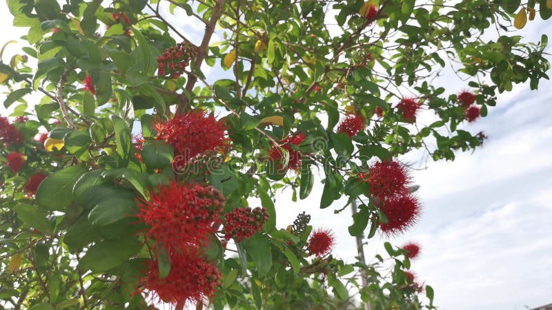 Exotic Combretum Constrictum Plant Tree Stock Video - Video of botany ...